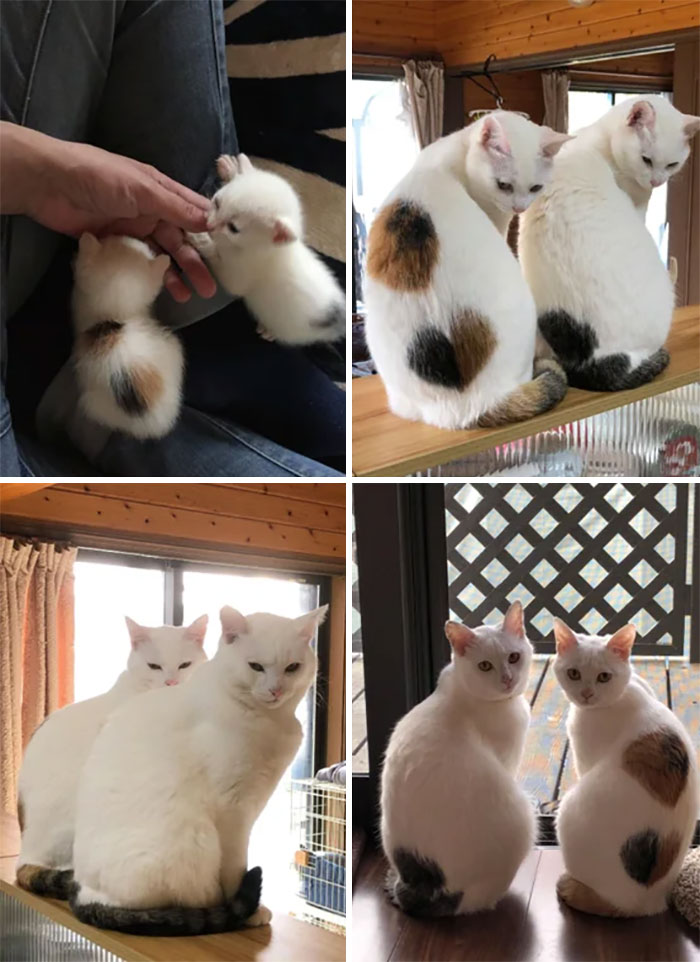 Chingum — Discover Curiosities: Amazing Transformation From Kitten To Cat