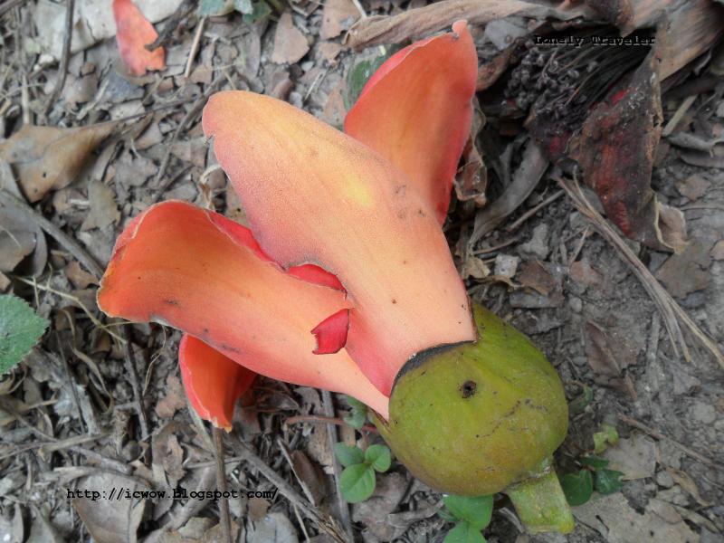 Shimul Ful(শিমুল ফুল) - Bombax ceiba