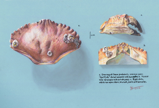 s.s. illustrations and photography: marine invertebrates