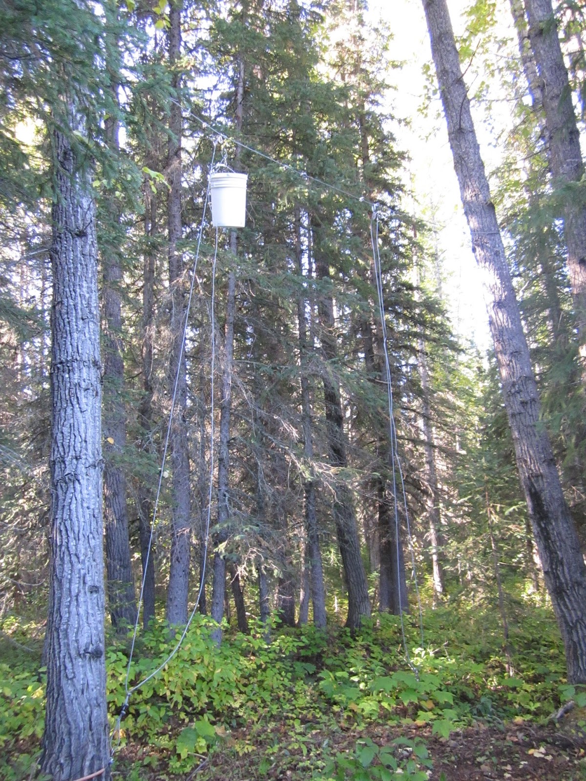 DaveFromGP: Monkman Pass Memorial Trail