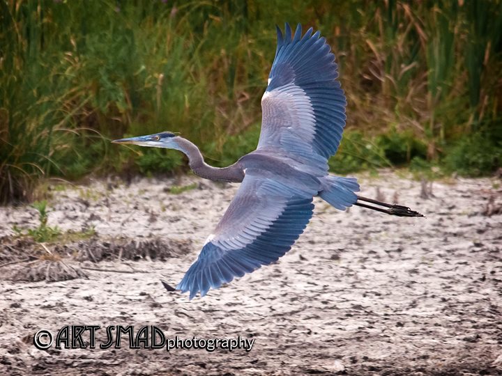 Dynamic Great Lakes: Bird Watching on Lake Michigan