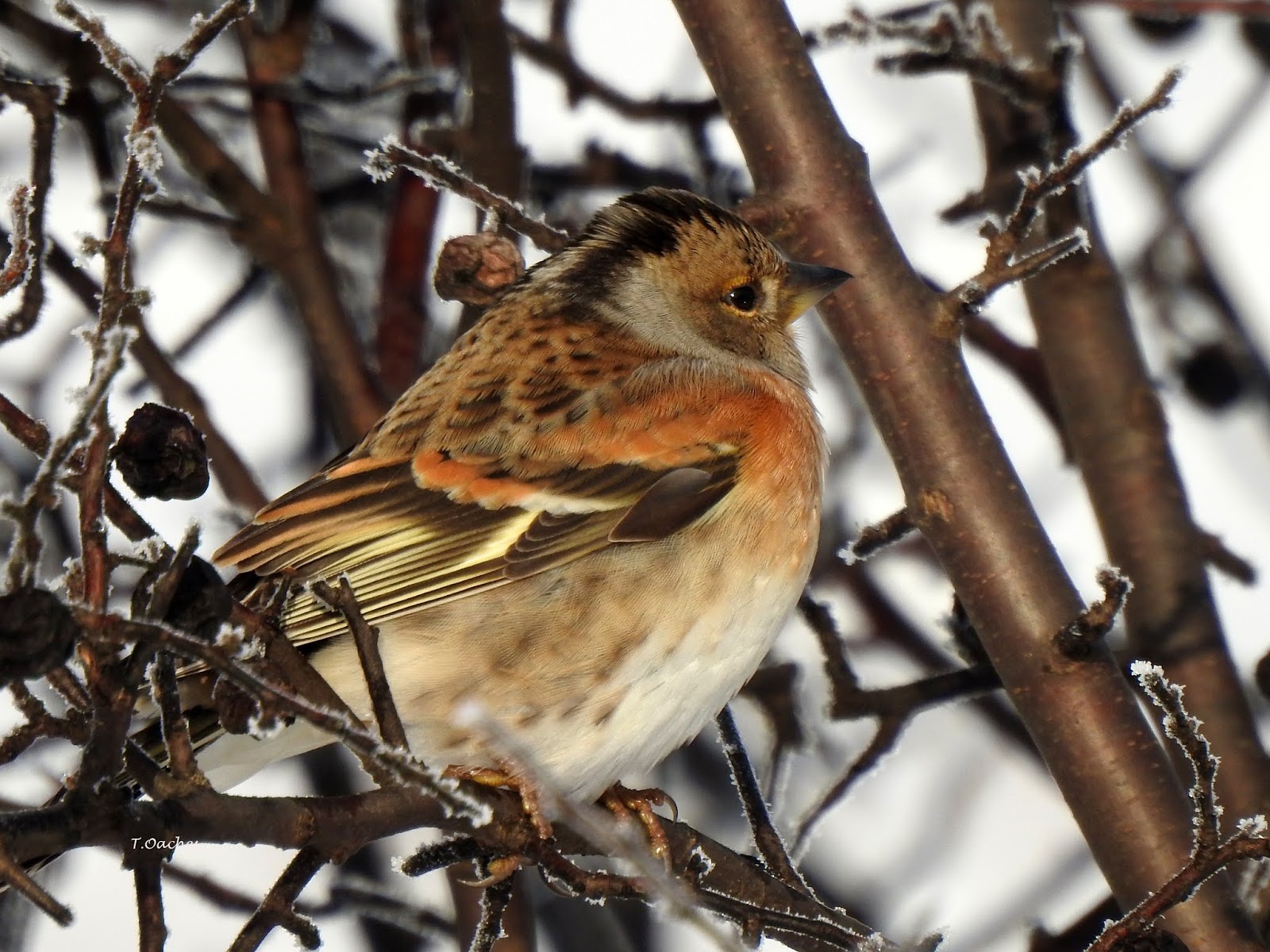PASARI DIN ROMANIA: CINTEZA DE IARNA, Fringilla montifringilla