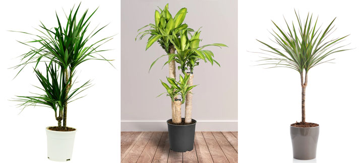 8 Jenis Pokok Hiasan Yang Mampu Jadi Pembersih Udara Dalam Rumah