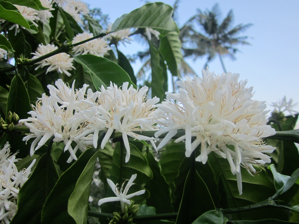 BEAUTIFUL PICTURES: Coffee Flower