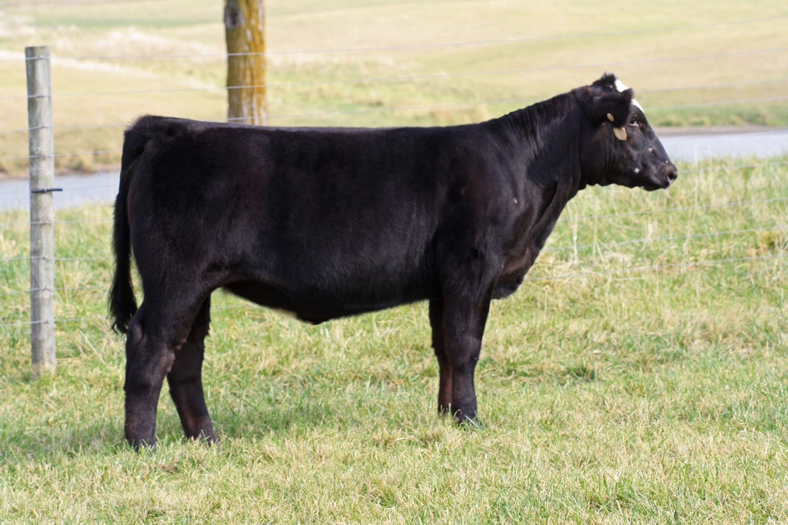 What Is A Maintainer Cow at Laura Chick blog