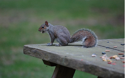 Dana's Photography: Example of Medium Depth of Field