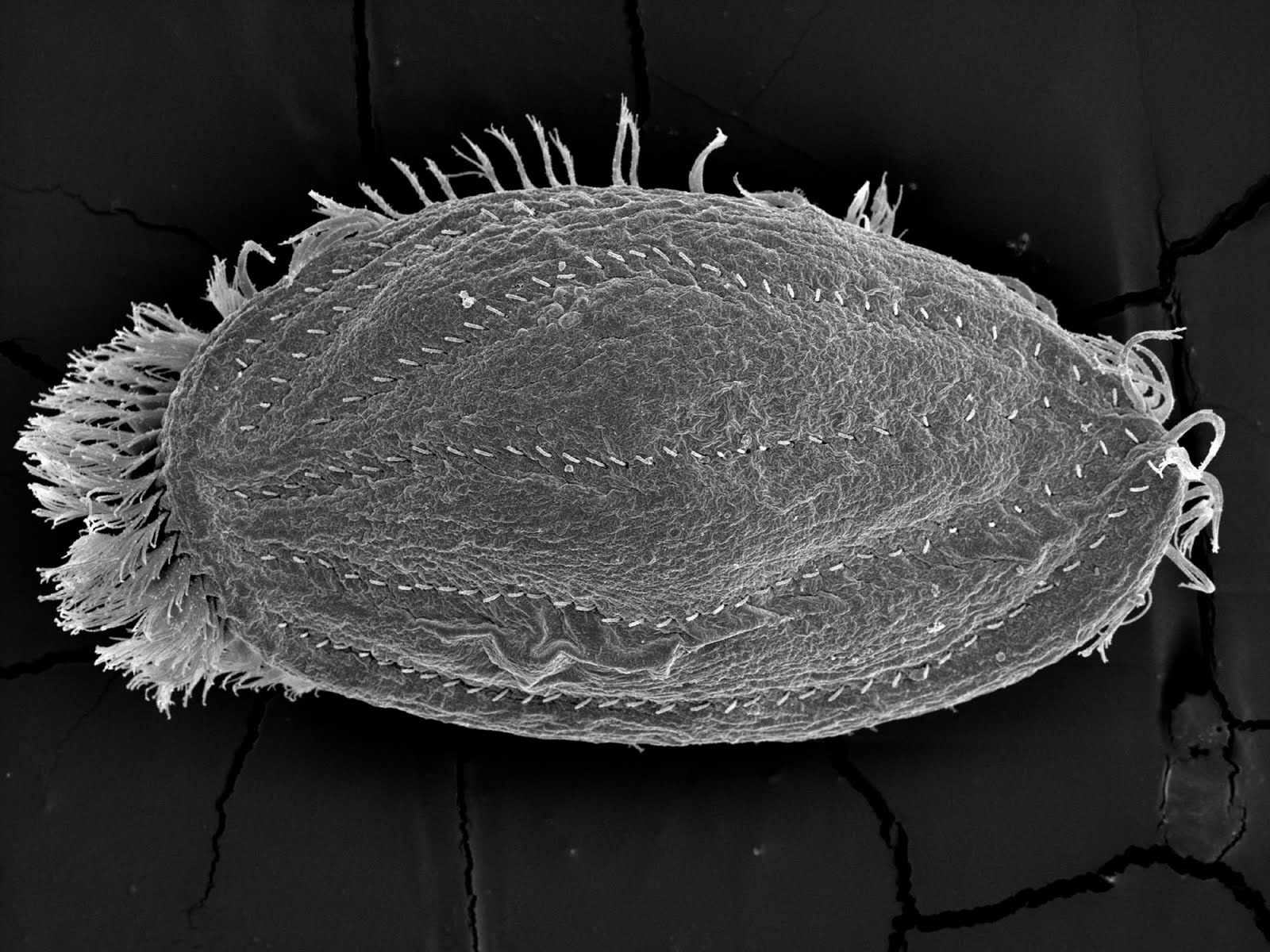 Generalidades de protozoarios: Clasificacion De Protozooarios