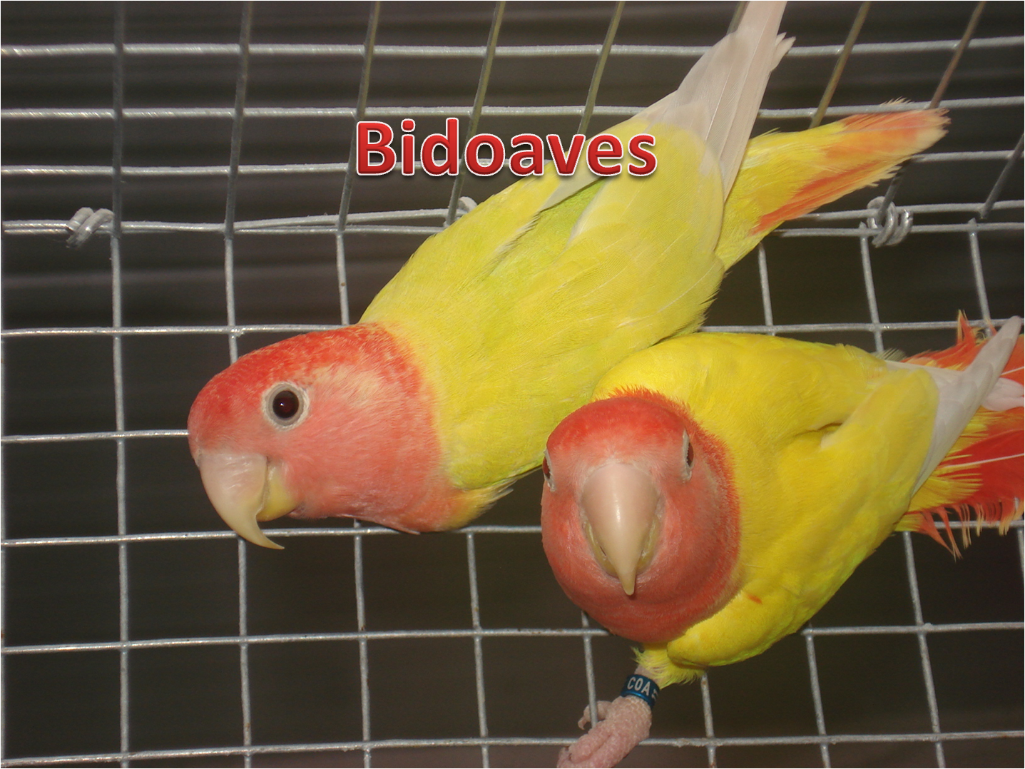 Bidoaves: Roseicollis