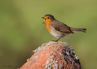 NATURANAFOTOS: Petirrojo