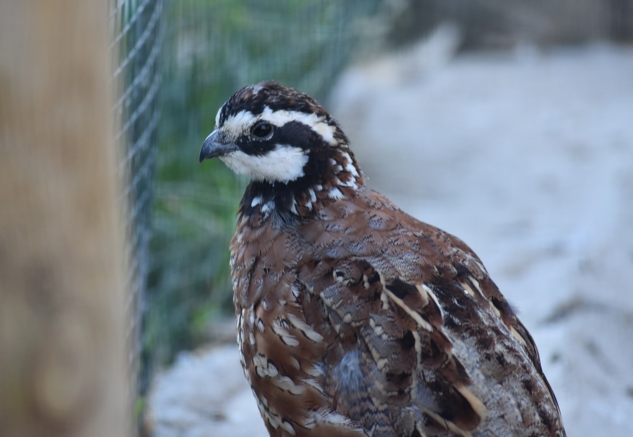 ZOOTOGRAFIANDO (6.100 ANIMALS): COLÍN DE VIRGINIA / VIRGINIA QUAIL ...