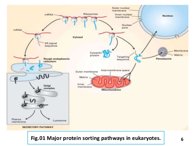 Protein sorting: Targeting of proteins to organelles