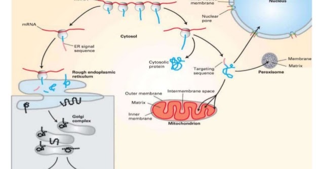 Protein sorting: Targeting of proteins to organelles
