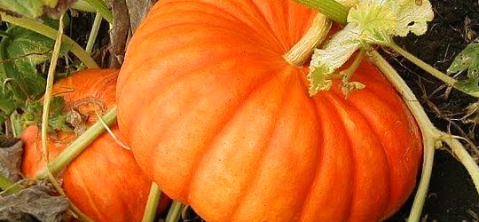 Gubuk Tani : Pembuatan Tepung Labu Kuning