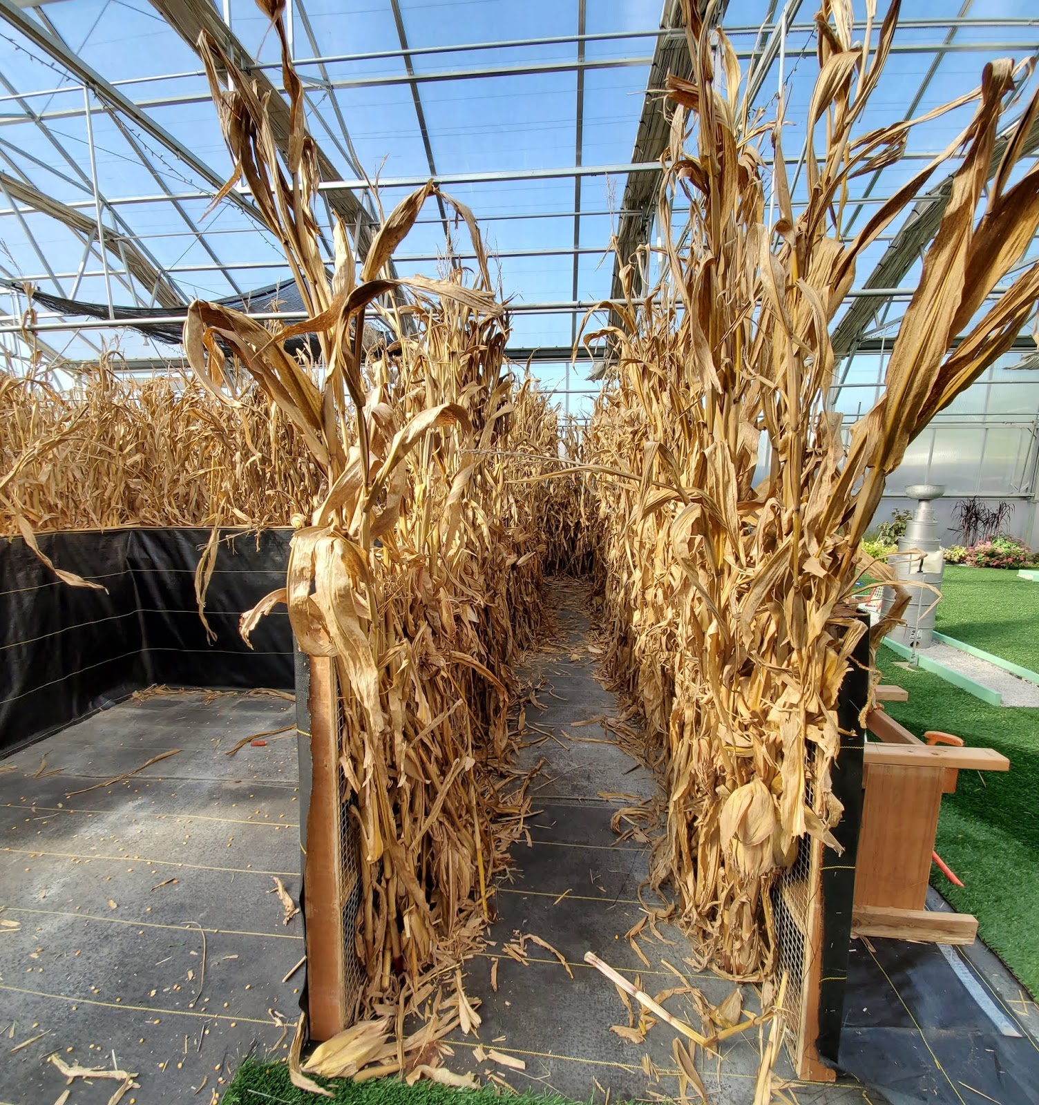 Play St. Louis: Thies Farm, St. Charles