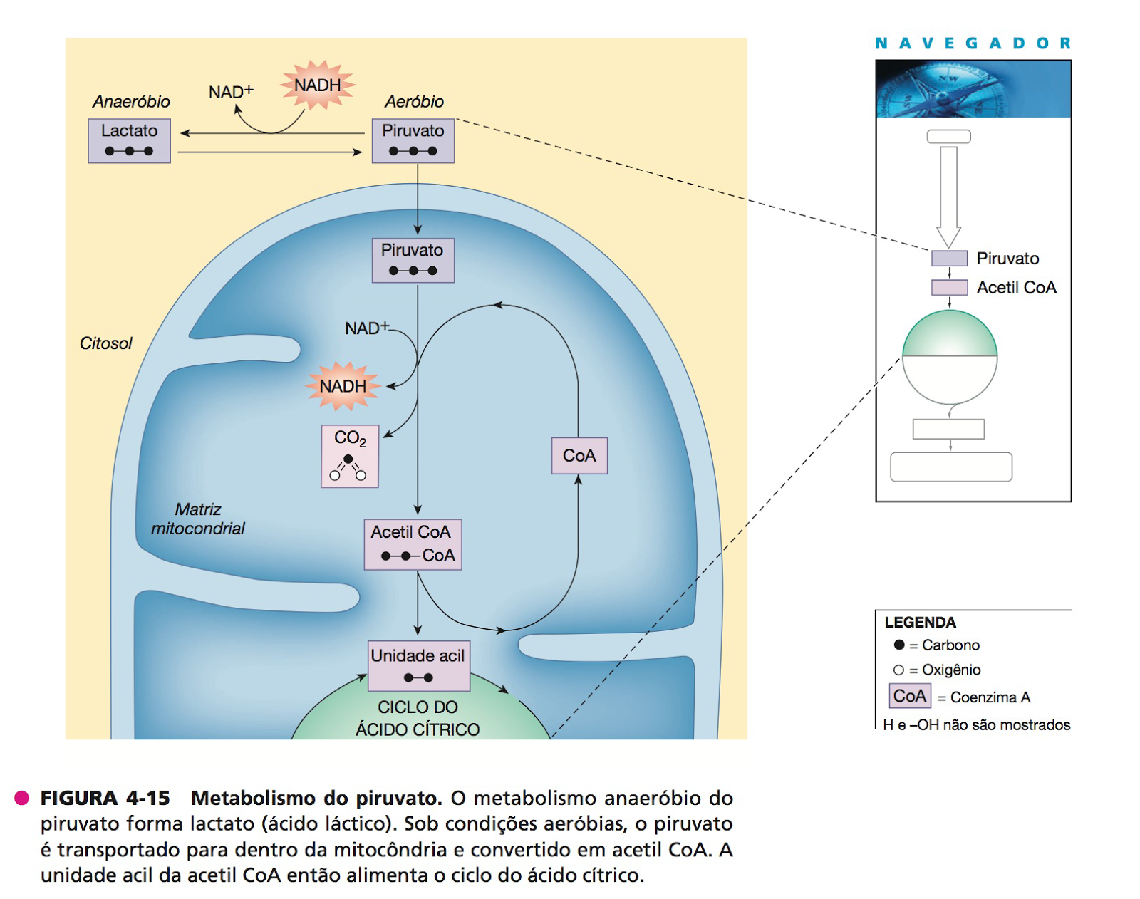 Metabolismo do piruvato