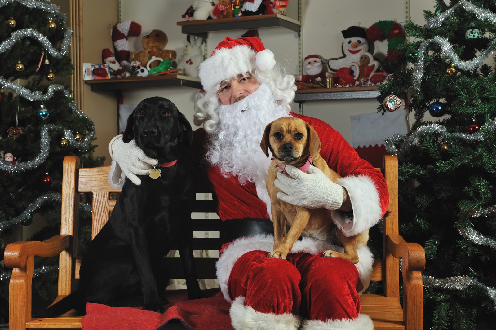 Windara Labrador Retrievers: PUPPIES IN THEIR NEW HOMES 1998 to 2014