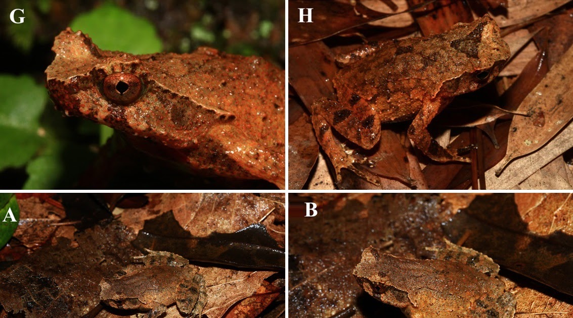 Species New to Science: [Herpetology • 2019] Megophrys ombrophila • A ...
