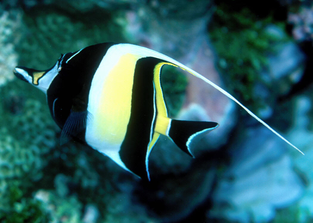 ŽIVOTINJE I BILJKE SVETA: PRELEPE RIBICE