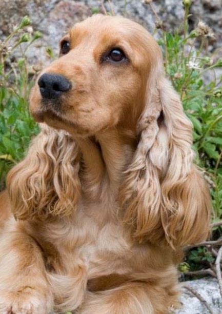 NUNCAJAMAS COCKER: LA CABEZA DEL COCKER