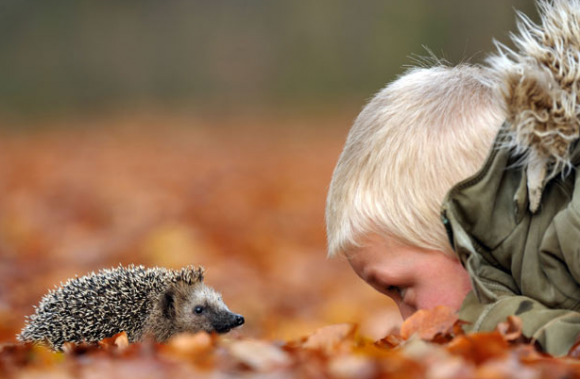 Despre orice: Un arici și doi căței