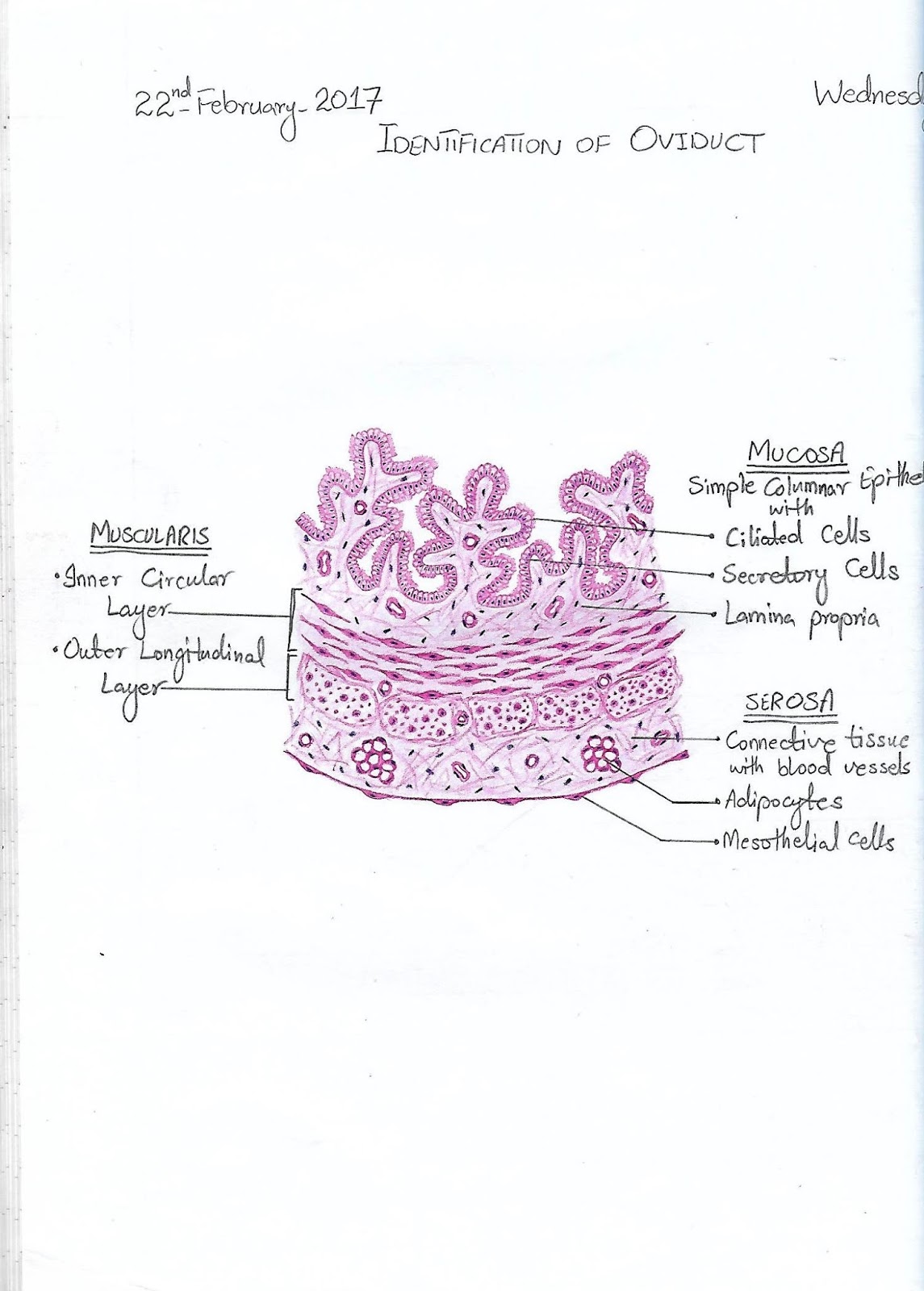 2nd Year Histology Diagrams