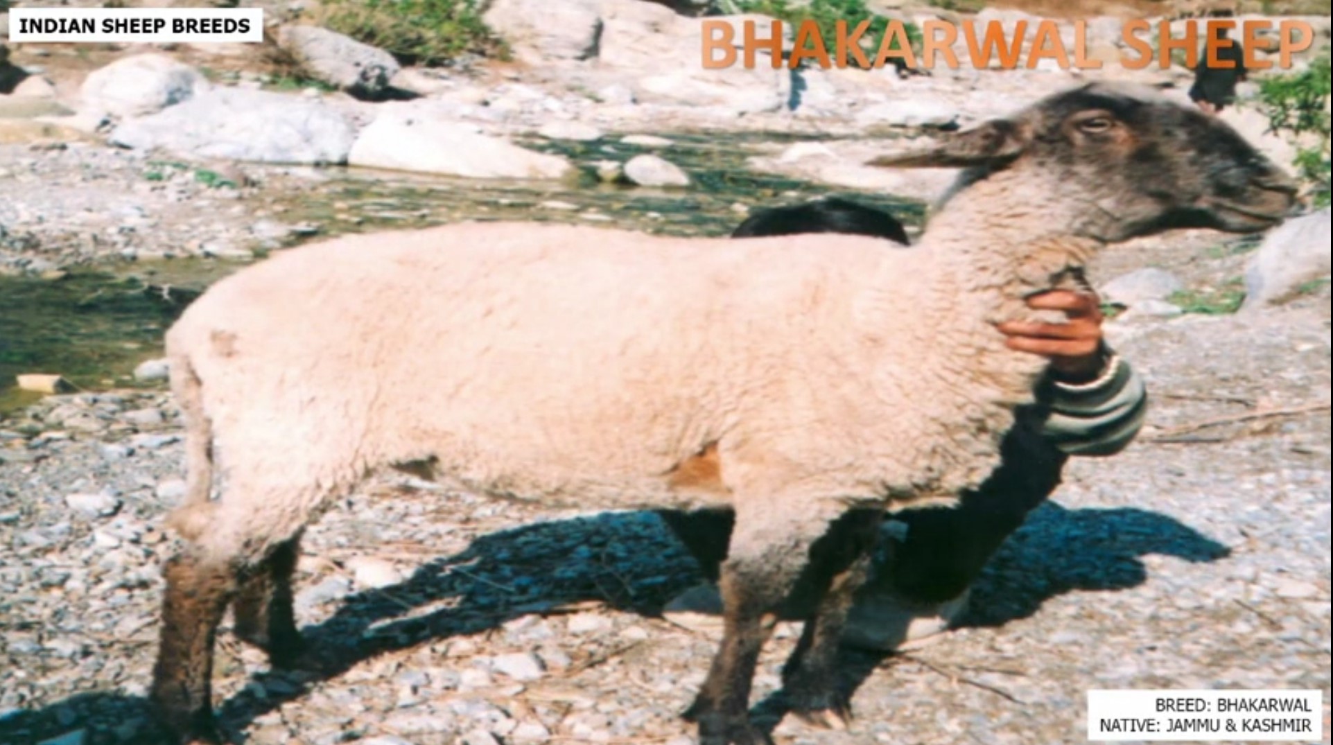 Most Popular Sheep Breeds of India
