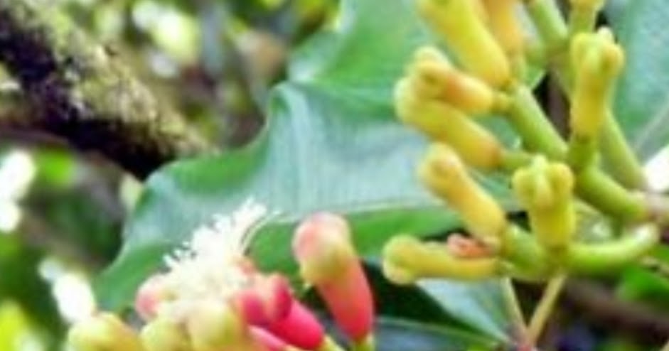 Health Benefits of Vegetables & Non-Vegetables: Clove Tree