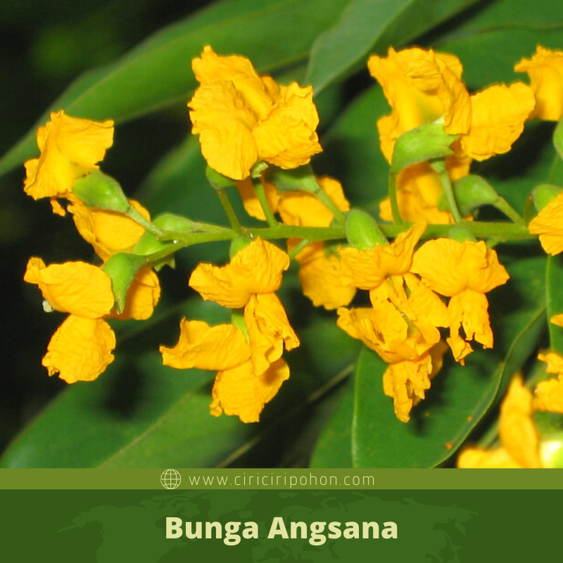 Ciri Ciri Pohon Angsana (Pterocarpus indicus) Di Alam Liar ...