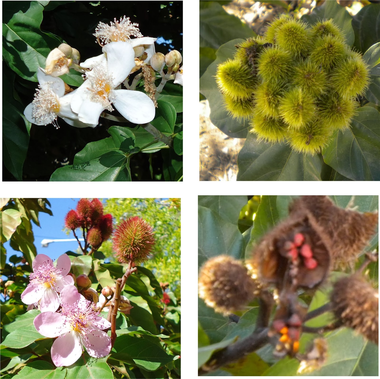 v e r d e c h a c o: Urucú / Achiote