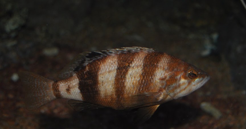 ZOOTOGRAFIANDO (6.100 ANIMALS): MERILLO / BROWN COMBER (Serranus hepatus)