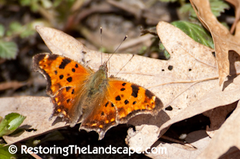 Restoring The Landscape With Native Plants: Overwintering Adult ...