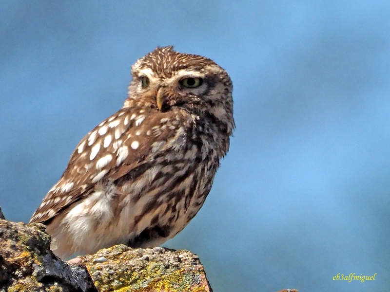 Miguel fotografia: Mochuelo común o Mochuelo europeo (Athene noctua)