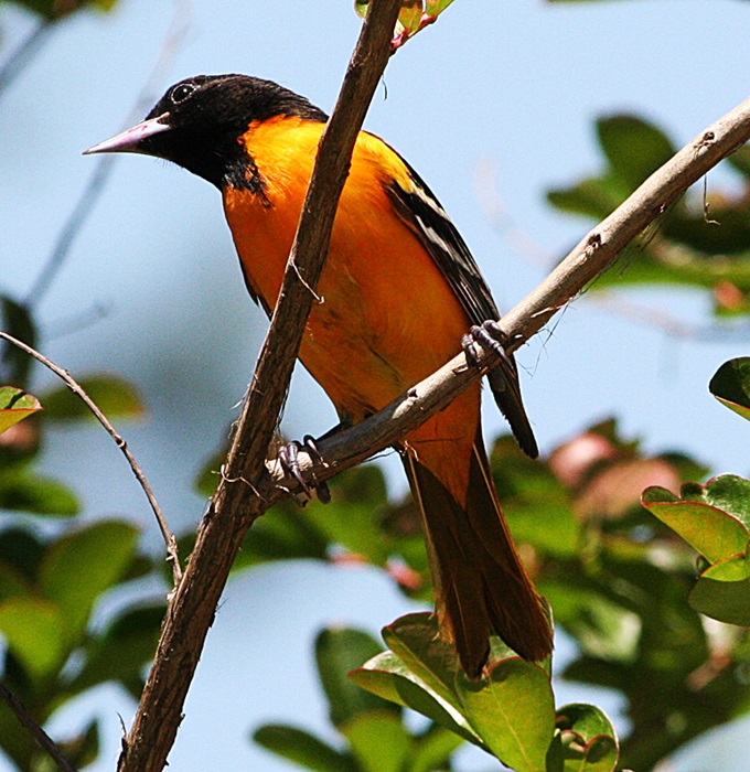 The great oriole invasion of 2013