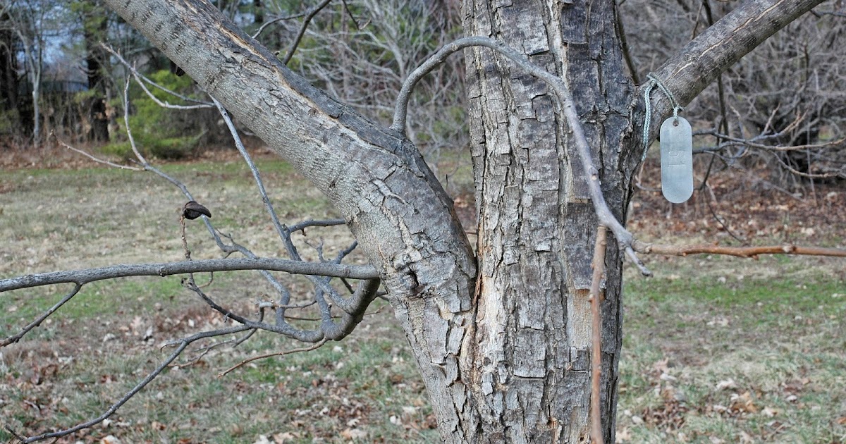 Northern Pecans: Removing a narrow-angled branch