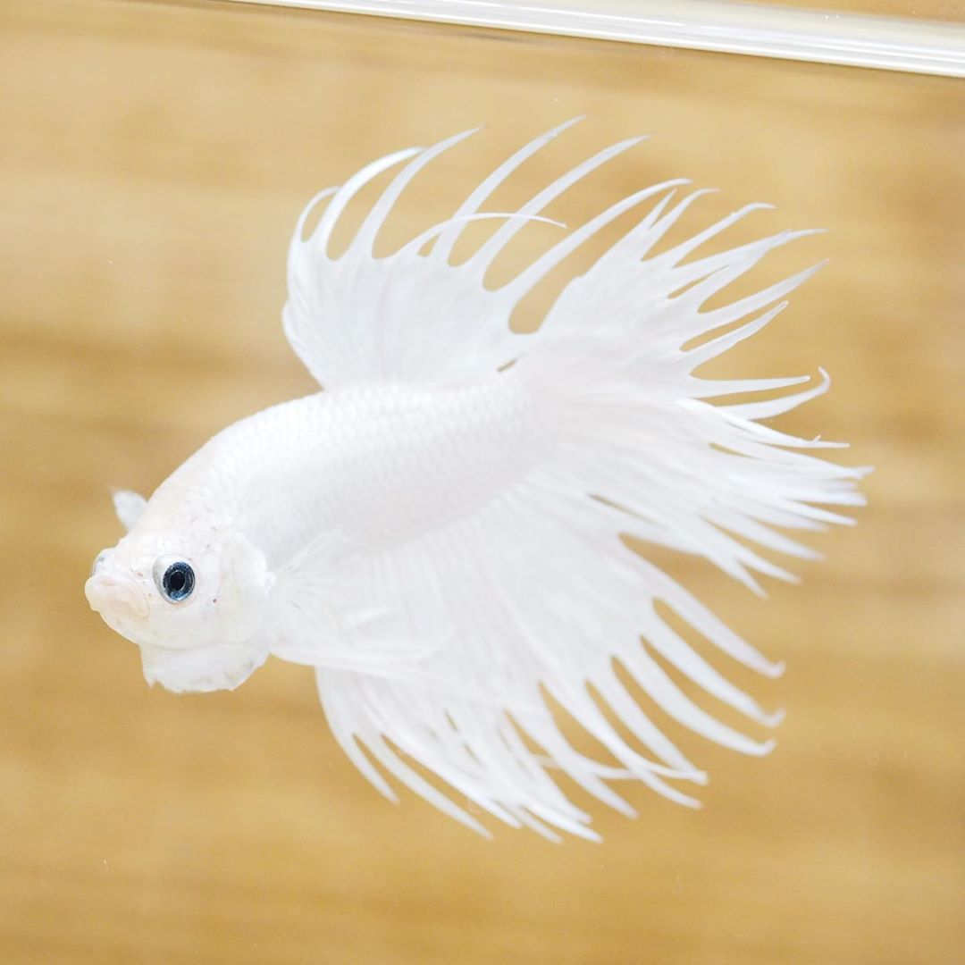 The Majestic Live Male White Platinum Crown Tail Betta Fish