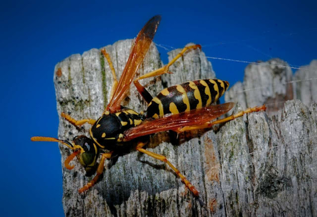Mengenal Perbedaan Serangga Berbisa dan Beracun - Dunia Serangga yang ...