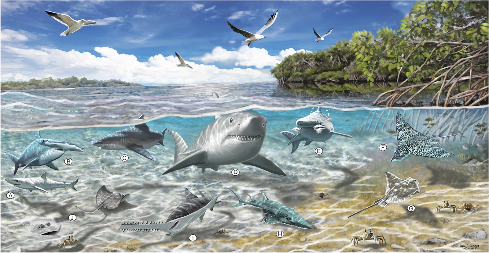Species New to Science: [PaleoEnvironment • 2015] Sawfishes and Other ...
