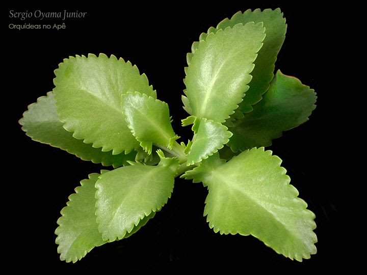 Orquídeas no Apê: Saião - Kalanchoe brasiliensis