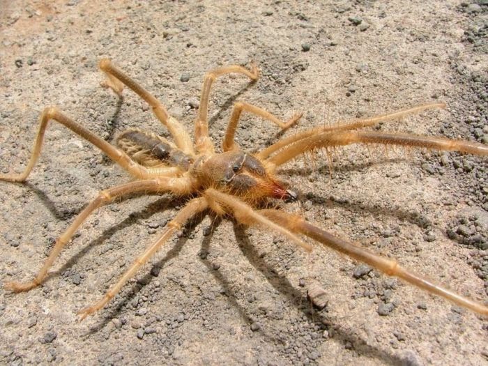 Camel Spiders (20 pics)