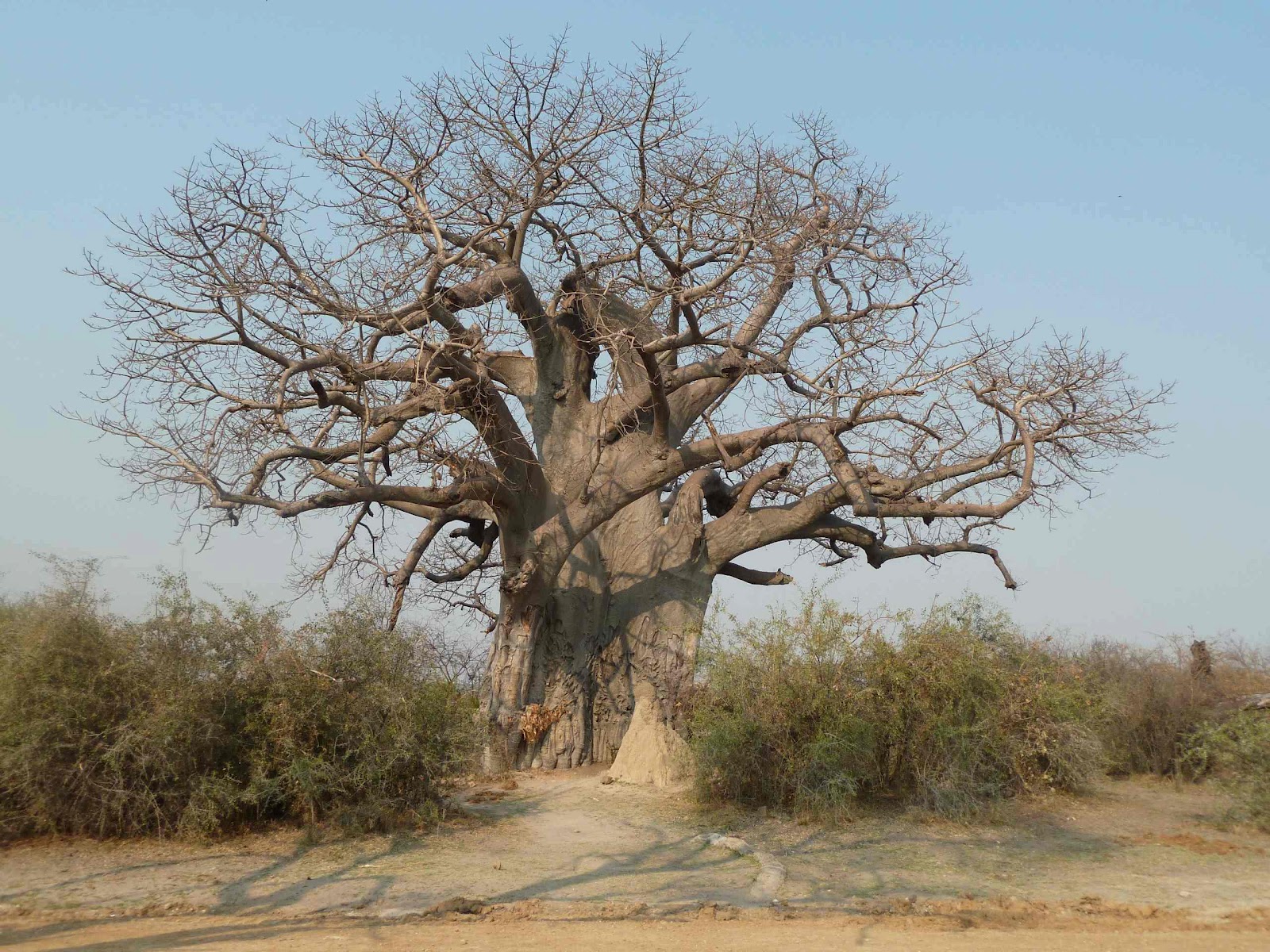 Murder is Everywhere: Baobabs
