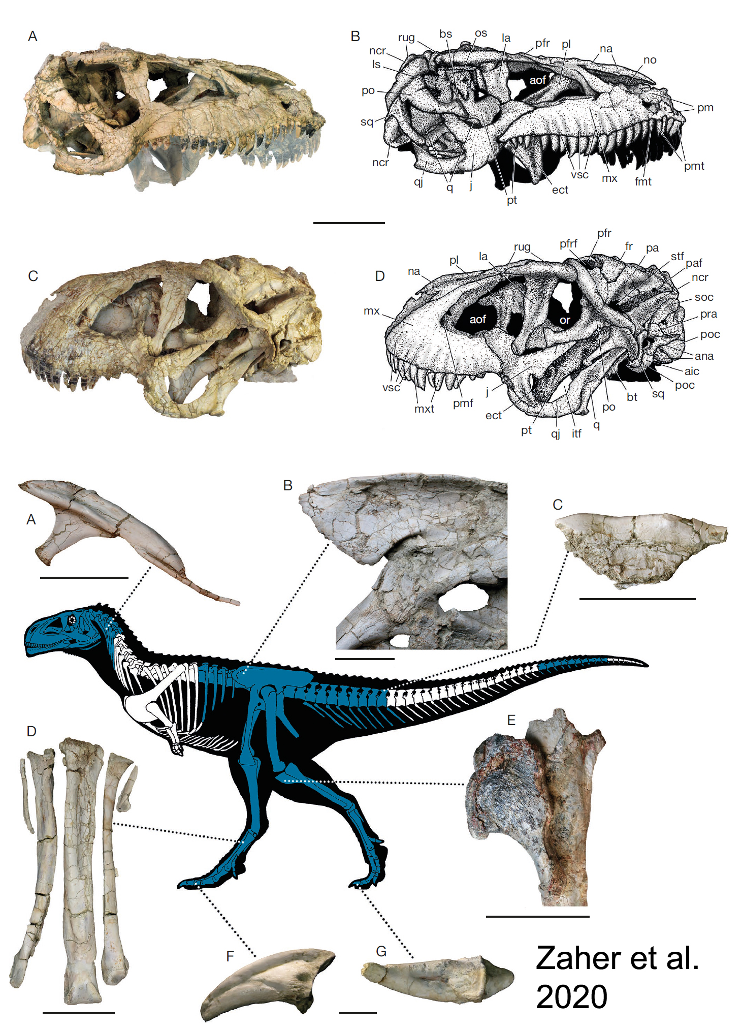 Theropoda: Spectrovenator, un abelisauride "transizionale" dal Brasile