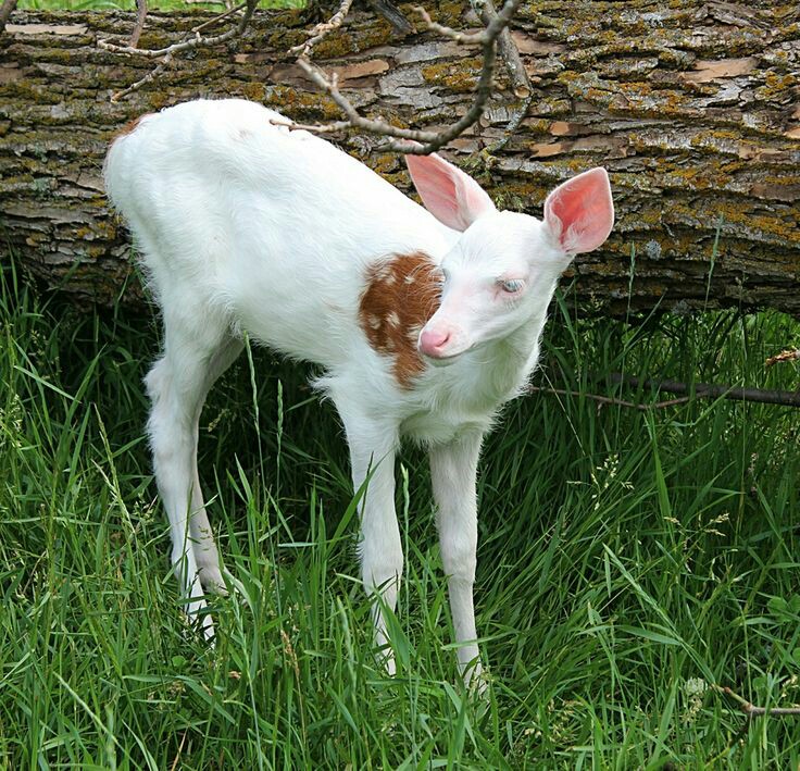 Beautiful white Deer