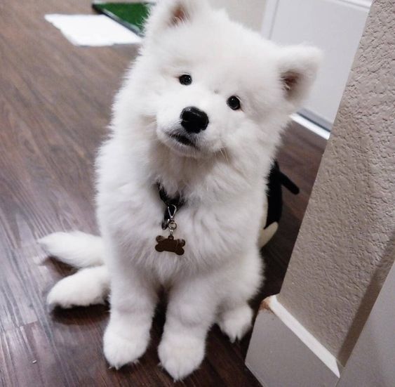 Imagenes de la raza Samoyedo (perritos) - aaTv izle