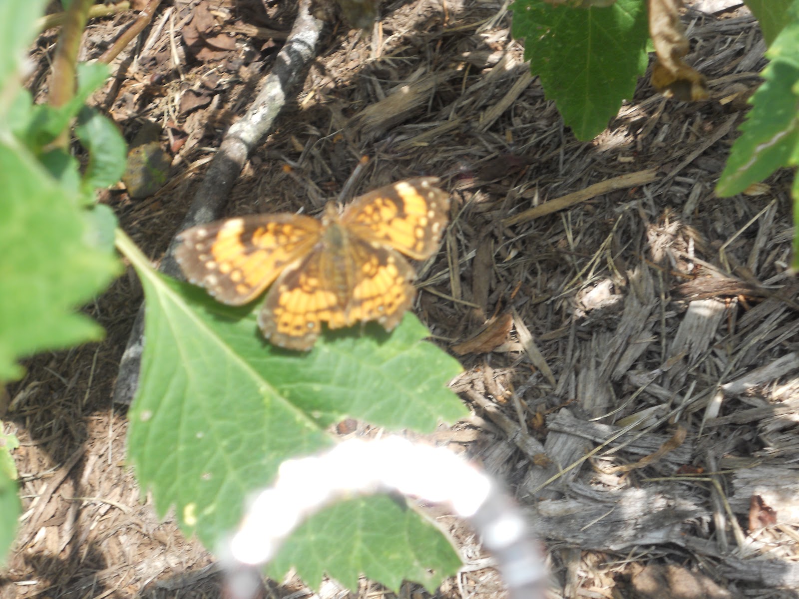 AP Biology Project ~ Tacy 2012-13: (8)Batesian mimicry