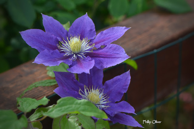 Garden Blogger's Bloom Day June 2020