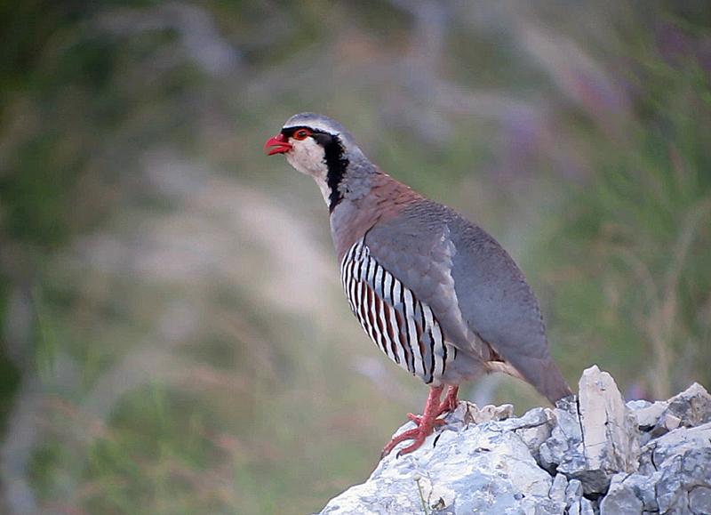 Old European culture: Partridge