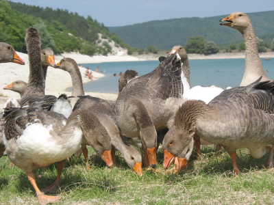 Top Ten Reasons why Geese are Terrifying ~ Indecisive Decisiveness