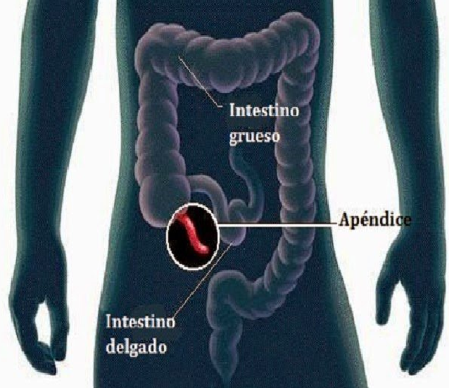 ERIKA ROJAS PORTILLA: APÉNDICE