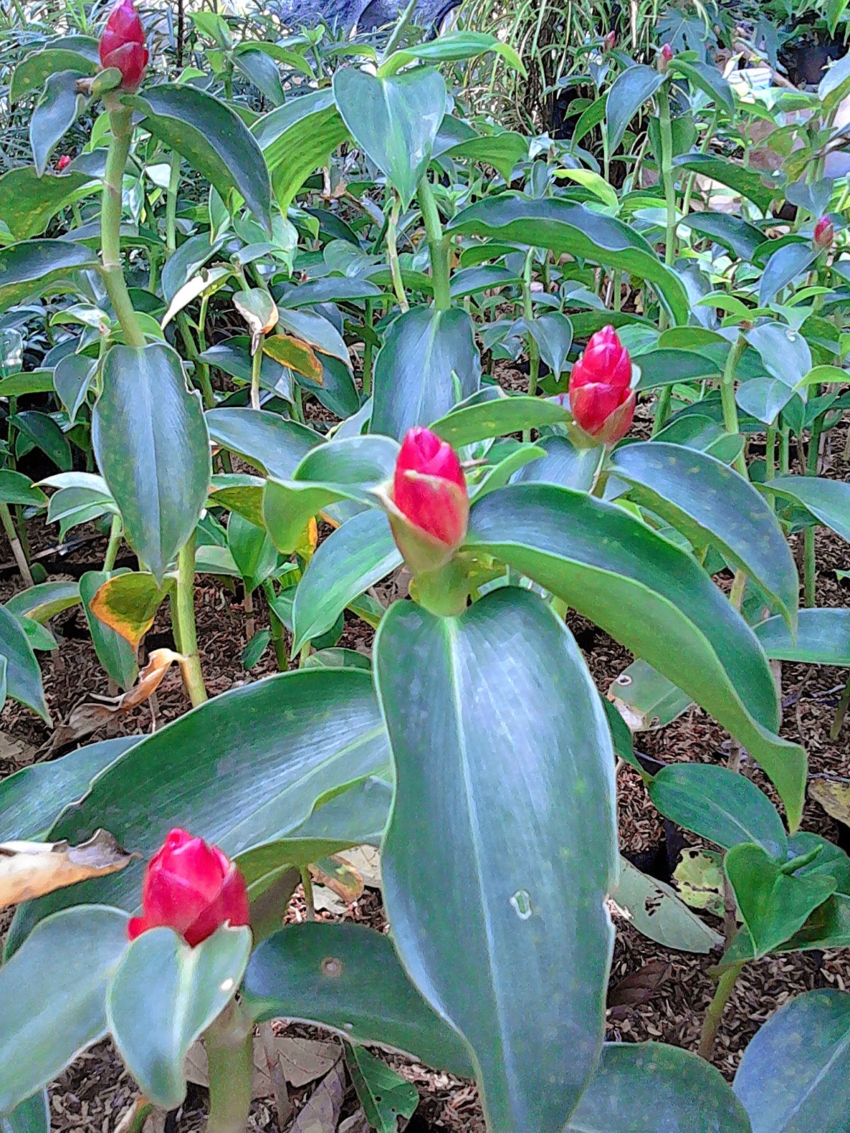 JUAL POHON PACING PENTUL | SUPLIER TANAMAN HIAS | JUAL TANAMAN HIAS ...