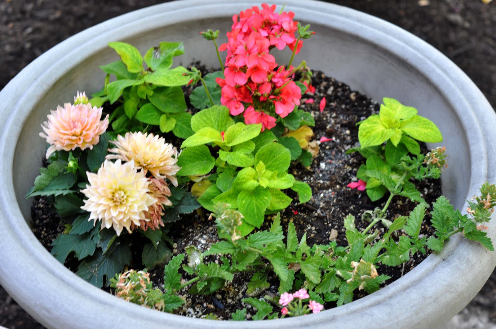 Aesthetic Nest: Gardening: Planting Patio Pots